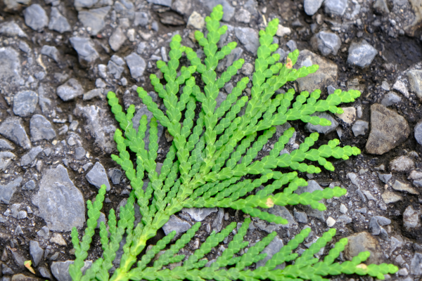 Eastern White Cedar : Arboretum : Raisin Region Conservation Authority